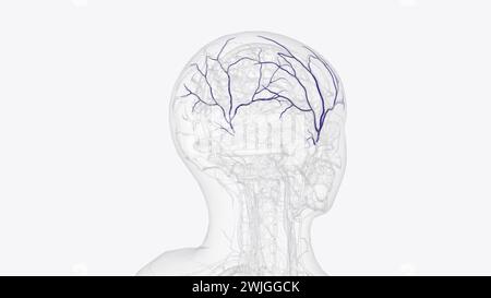 Branches of superficial temporal vein 3d illustration Stock Photo - Alamy