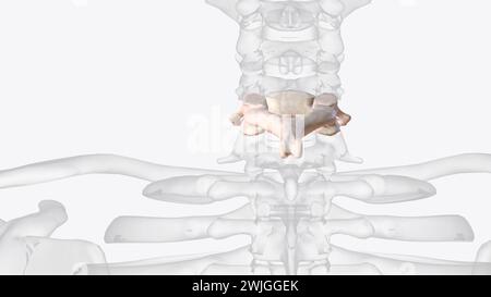 Skeleton with spine, thorax, pelvic bone and skull - labeled vertebral ...