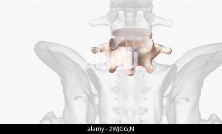 The fifth lumbar spine vertebrae (L5) is part of the greater lumbar ...
