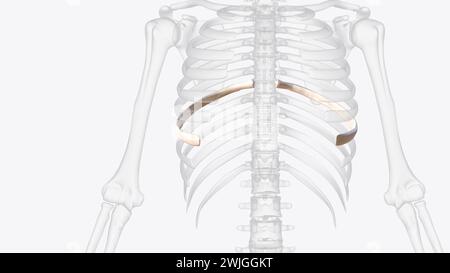 Illustration of the seventh rib Stock Photo - Alamy