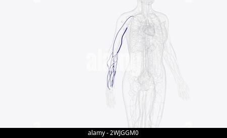 Superficial veins of right arm and forearm 3d illustration Stock Photo ...