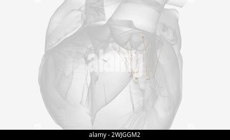 Mitral valve chordae tendinease 3D MED CAL Stock Photo - Alamy