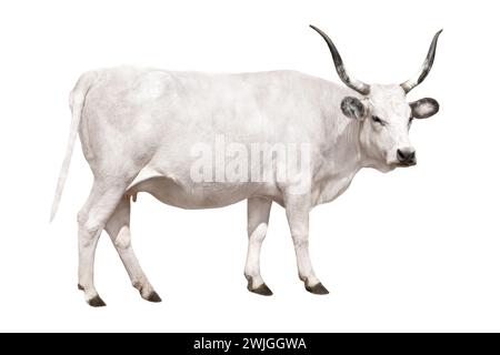 Hungarian gray cow isolated on a white background Stock Photo - Alamy