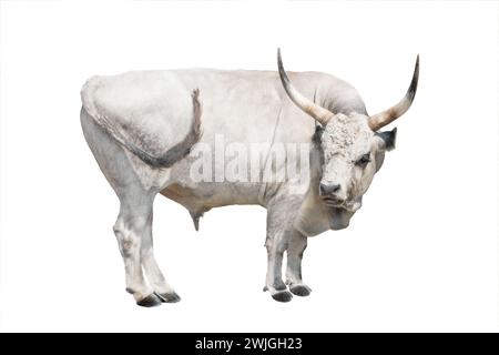 Hungarian gray bull isolated on a white background Stock Photo - Alamy