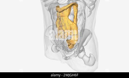 Mesentery anatomy, illustration. The mesentery is an organ in the ...