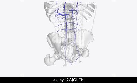 Veins of the systemic circulation are derived from the cardinal veins ...