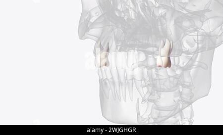 The maxillary second premolar is one of two teeth located in the upper ...