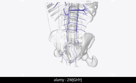 Veins of the systemic circulation are derived from the cardinal veins ...