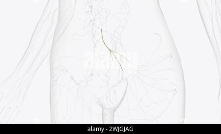 The sacral lymph nodes are placed in the concavity of the sacrum Stock ...