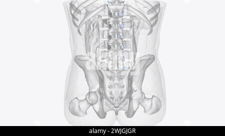 Articular cartilage of vertebral column 3d illustration Stock Photo - Alamy
