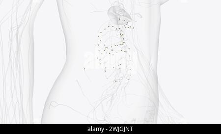 The colic lymph nodes are the large intestinal lymph nodes 3d ...