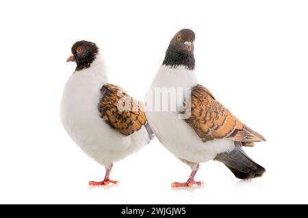 two German pigeon modena isolated on white background Stock Photo - Alamy