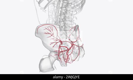 Branches of internal iliac artery 3d illustration Stock Photo - Alamy