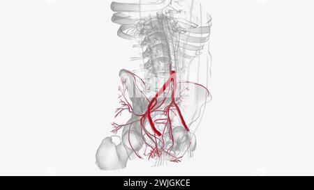 Major Arteries of the Pelvis: Internal Iliac Umbilical artery 3d ...