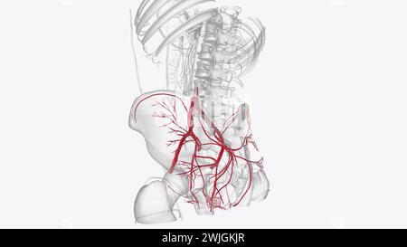 Major Arteries of the Pelvis: Internal Iliac Umbilical artery 3d ...