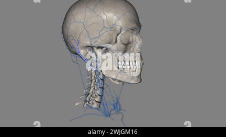 The posterior auricular vein is a vein of the head 3d illustration ...