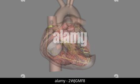 The network of nerves supplying the heart is called the cardiac plexus ...