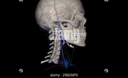 The retromandibular vein is a major vein of the face 3d illustration ...