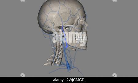 The retromandibular vein is a major vein of the face 3d illustration ...