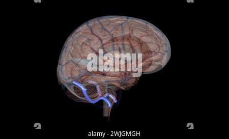 The sigmoid sinus is a paired intracranial venous channel 3d ...