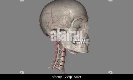 The deep cervical artery (Profunda cervicalis) is an artery of the neck ...