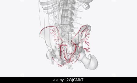 Branches of internal iliac artery 3d illustration Stock Photo - Alamy