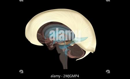 The falx cerebri and tentorium cerebelli are thin dural structures ...