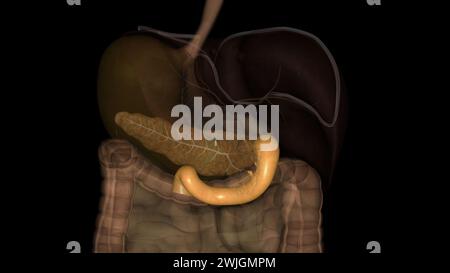 The duodenum is the initial C-shaped segment of the small intestine and ...
