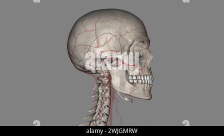 The transverse facial artery (TFA) is a branch of the superficial ...
