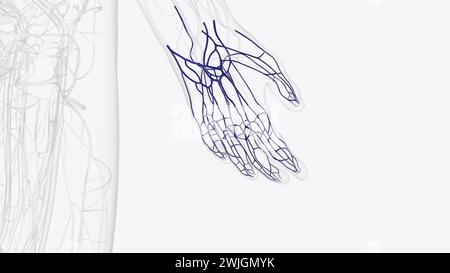 Veins of right hand and wrist 3d illustration Stock Photo - Alamy