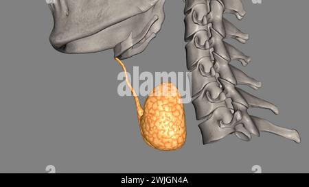 The thyroid is a small, butterfly-shaped gland located at the base of ...