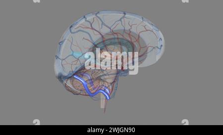 The sigmoid sinus is a paired intracranial venous channel 3d ...