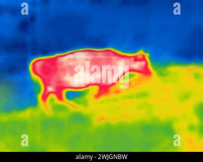 Cow. Image from thermal imager device Stock Photo - Alamy