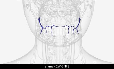 The superior labial vein is the vein receiving blood from the upper lip ...