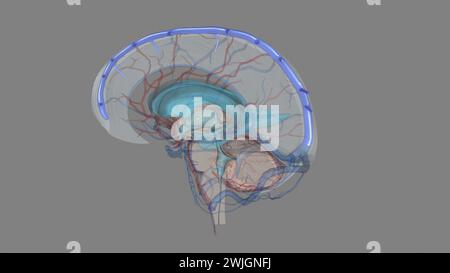 The superior sagittal sinus is the major component of the superficial ...