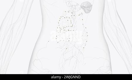 The colic lymph nodes are the large intestinal lymph nodes 3d ...