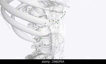 The colic lymph nodes are the large intestinal lymph nodes 3d ...