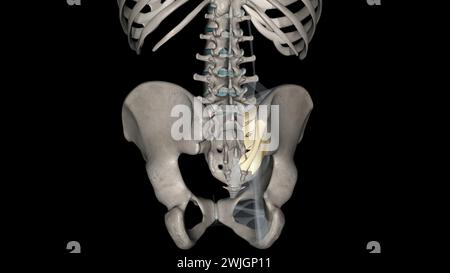 The posterior sacroiliac ligament is a compound ligament composed of ...