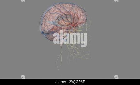 The nervous system includes the brain, spinal cord, and a complex ...