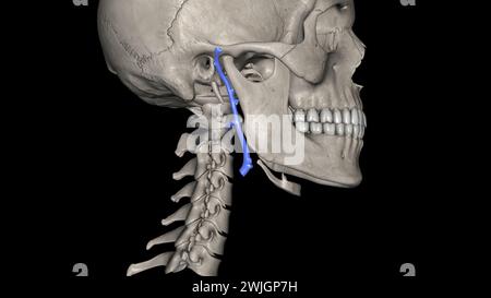 The retromandibular vein is a major vein of the face 3d illustration ...