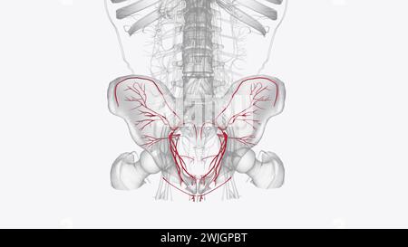 Branches of internal iliac artery 3d illustration Stock Photo - Alamy