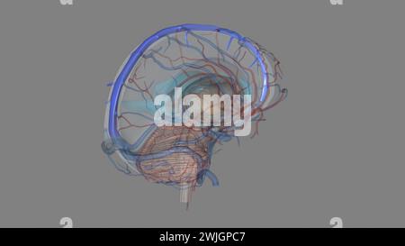 The superior sagittal sinus is the major component of the superficial ...