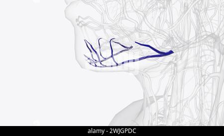 Medical Illustration of Submental Triangle Stock Photo - Alamy