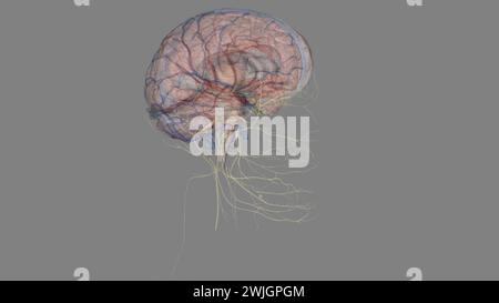 The nervous system includes the brain, spinal cord, and a complex ...