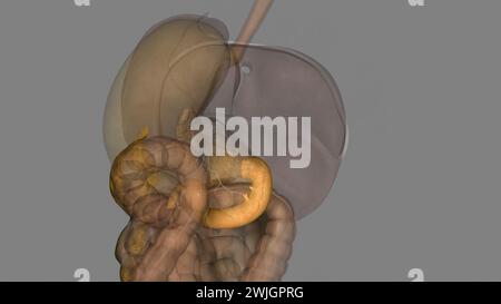 The duodenum is the initial C-shaped segment of the small intestine and ...