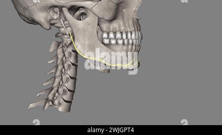 The marginal mandibular branch of the facial nerve arises from the ...