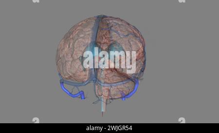 The sigmoid sinus is a paired intracranial venous channel 3d ...