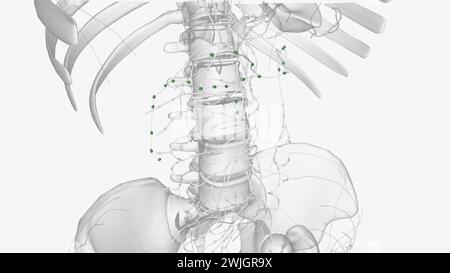 The colic lymph nodes are the large intestinal lymph nodes 3d ...
