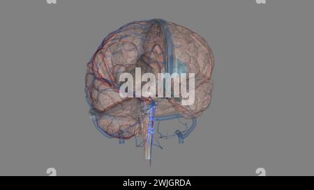The basilar venous plexus lies between the endosteal and meningeal ...