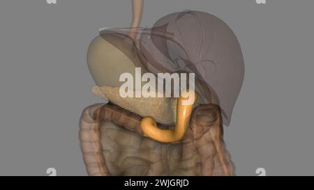 The duodenum is the initial C-shaped segment of the small intestine and ...